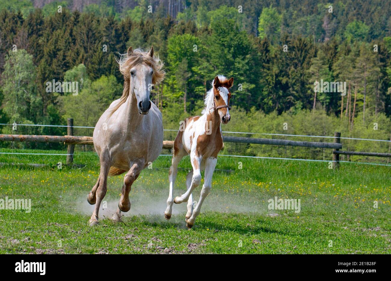 Jument et poulain au galop Banque de photographies et d’images à haute ...
