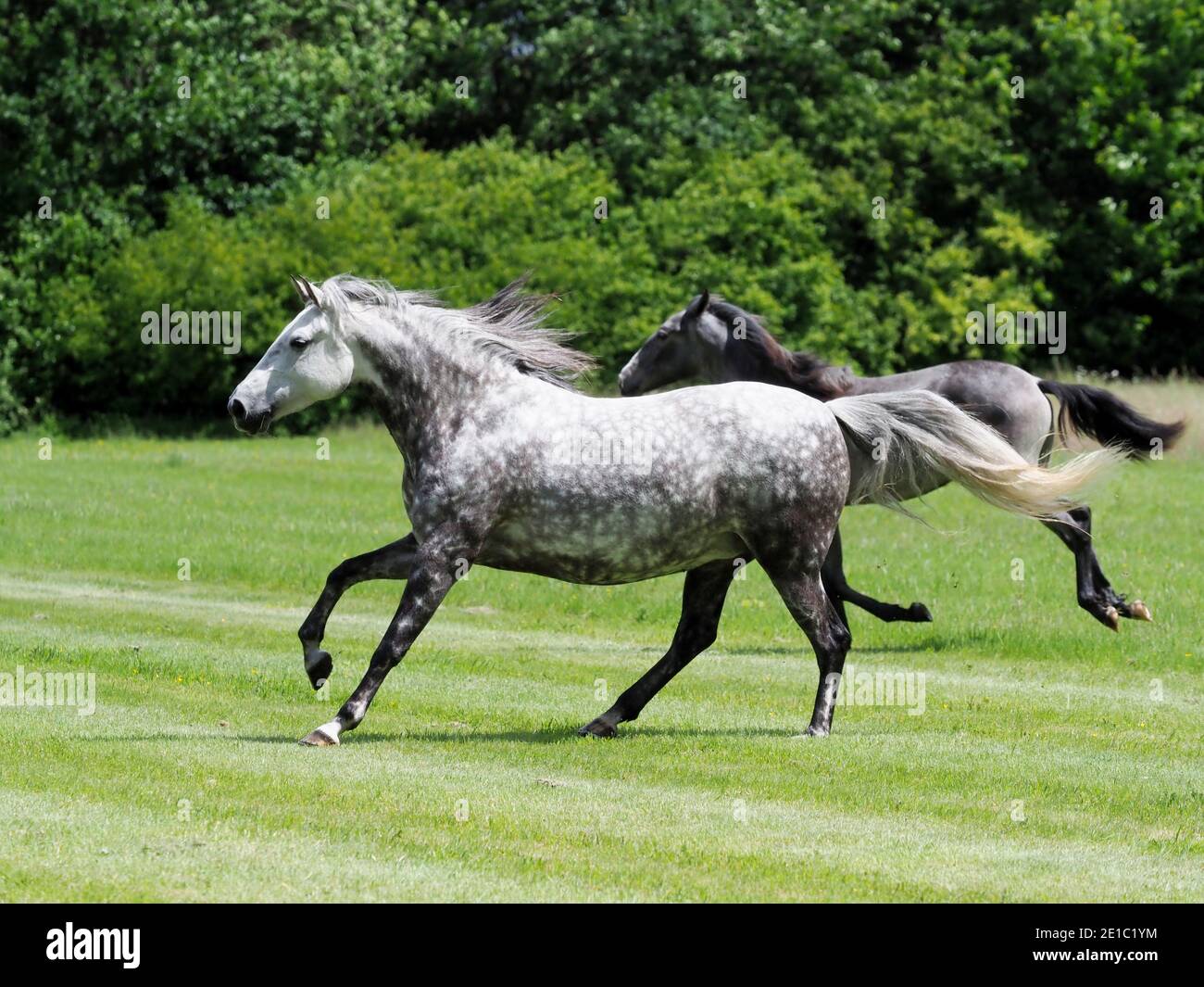 Chevaux gris Banque de photographies et d’images à haute résolution - Alamy
