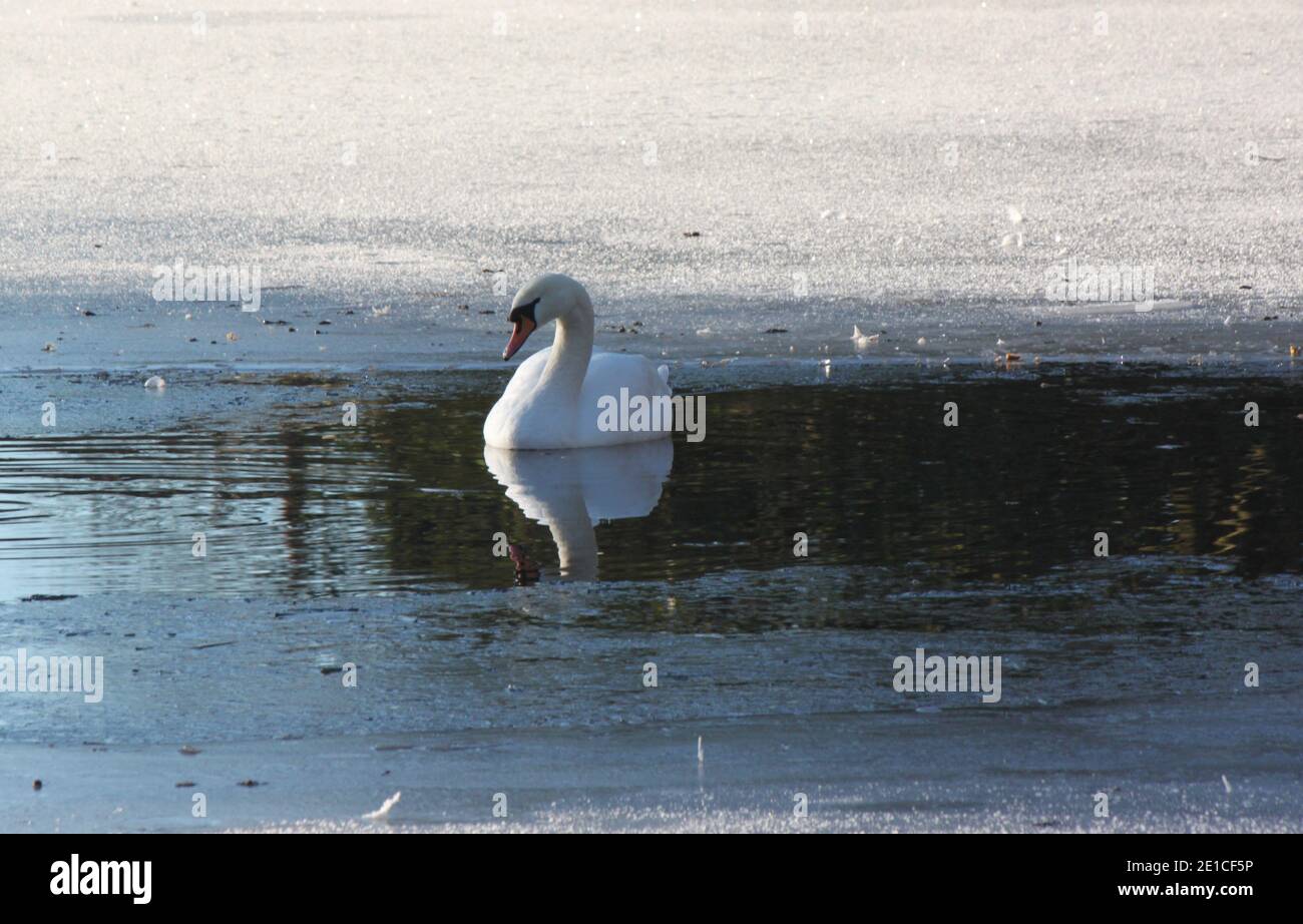 Cygne des neiges Banque de photographies et d’images à haute résolution - Alamy