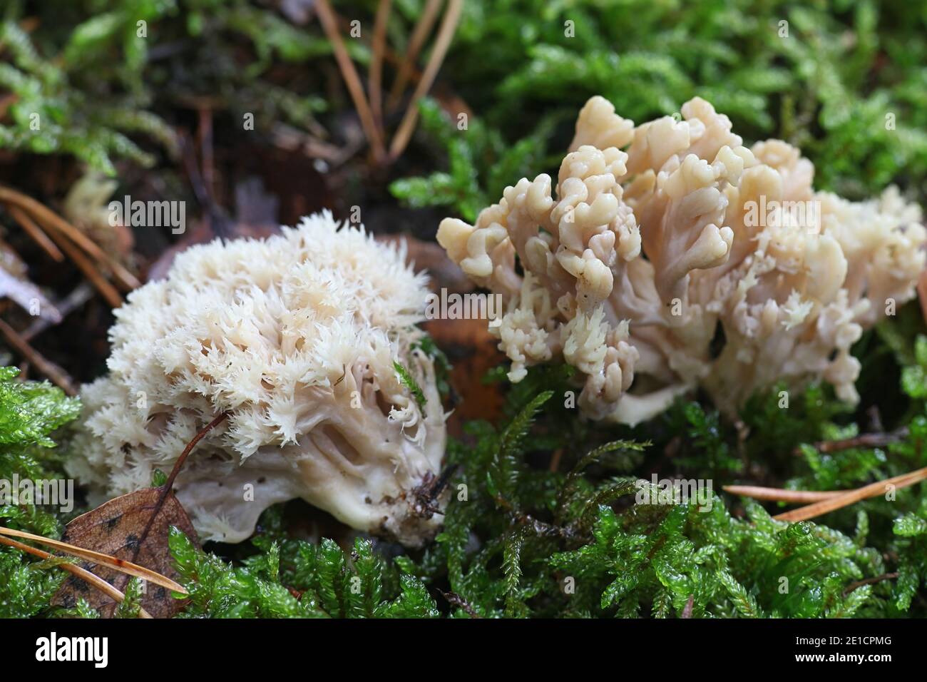 Champignon Corail Blanc Banque d'image et photos - Alamy