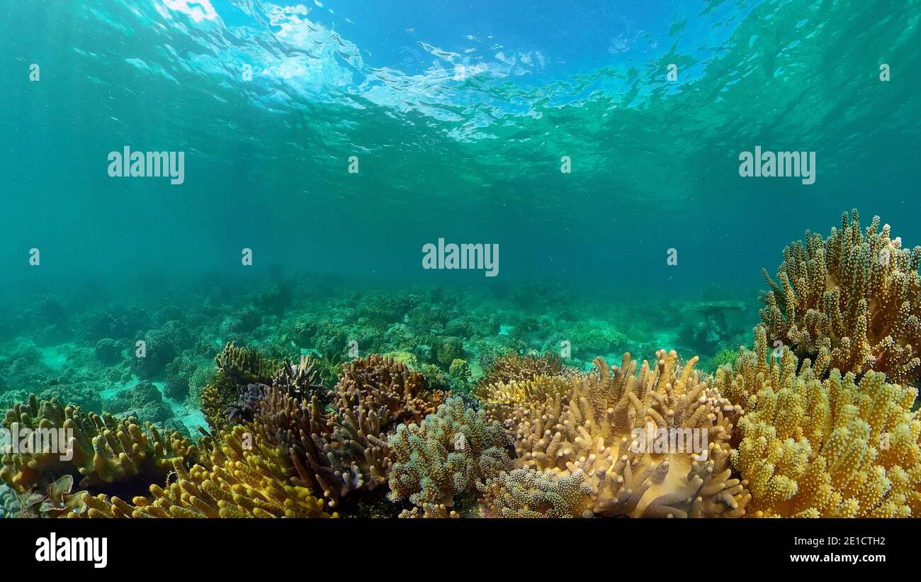 Récif de corail sous l'eau avec des poissons et la vie marine. Récif de ...