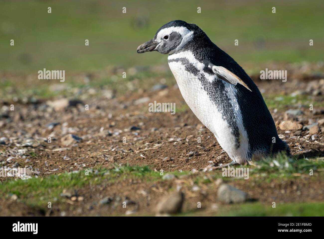 Los pinguinos natural monument Banque de photographies et d’images à ...