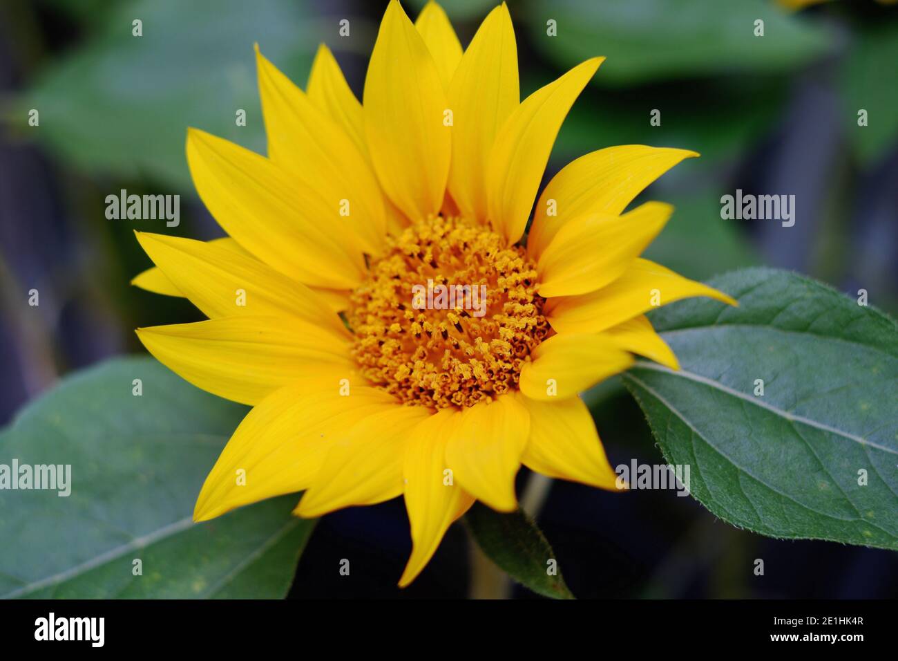 Belle fleur du soleil Banque de photographies et d’images à haute ...