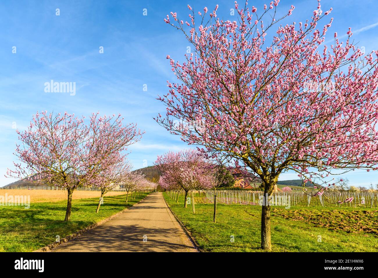 Arbre Allemand Banque d'image et photos - Alamy