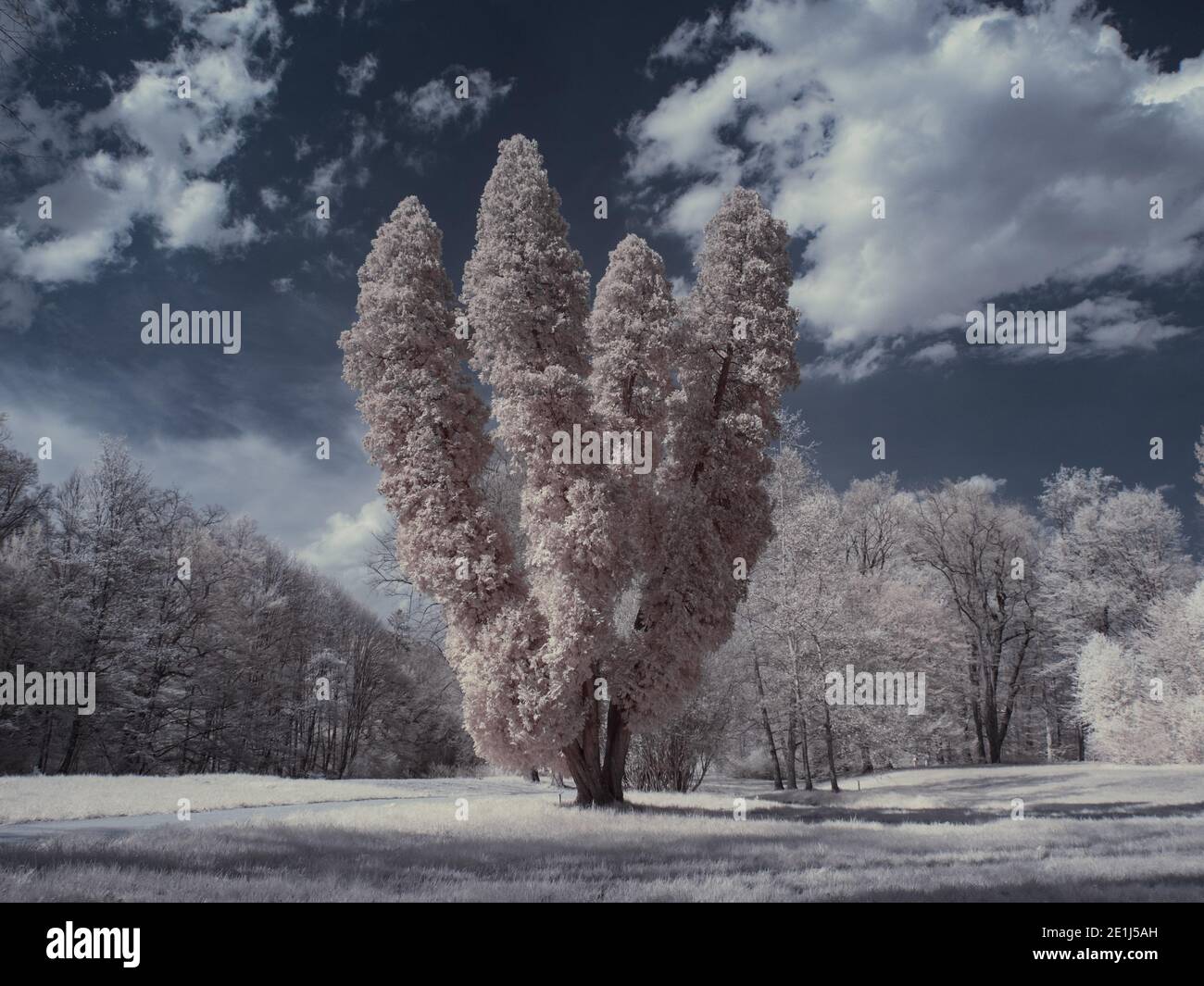 photographie infrarouge - photo infrarouge du paysage avec arbre sous ...