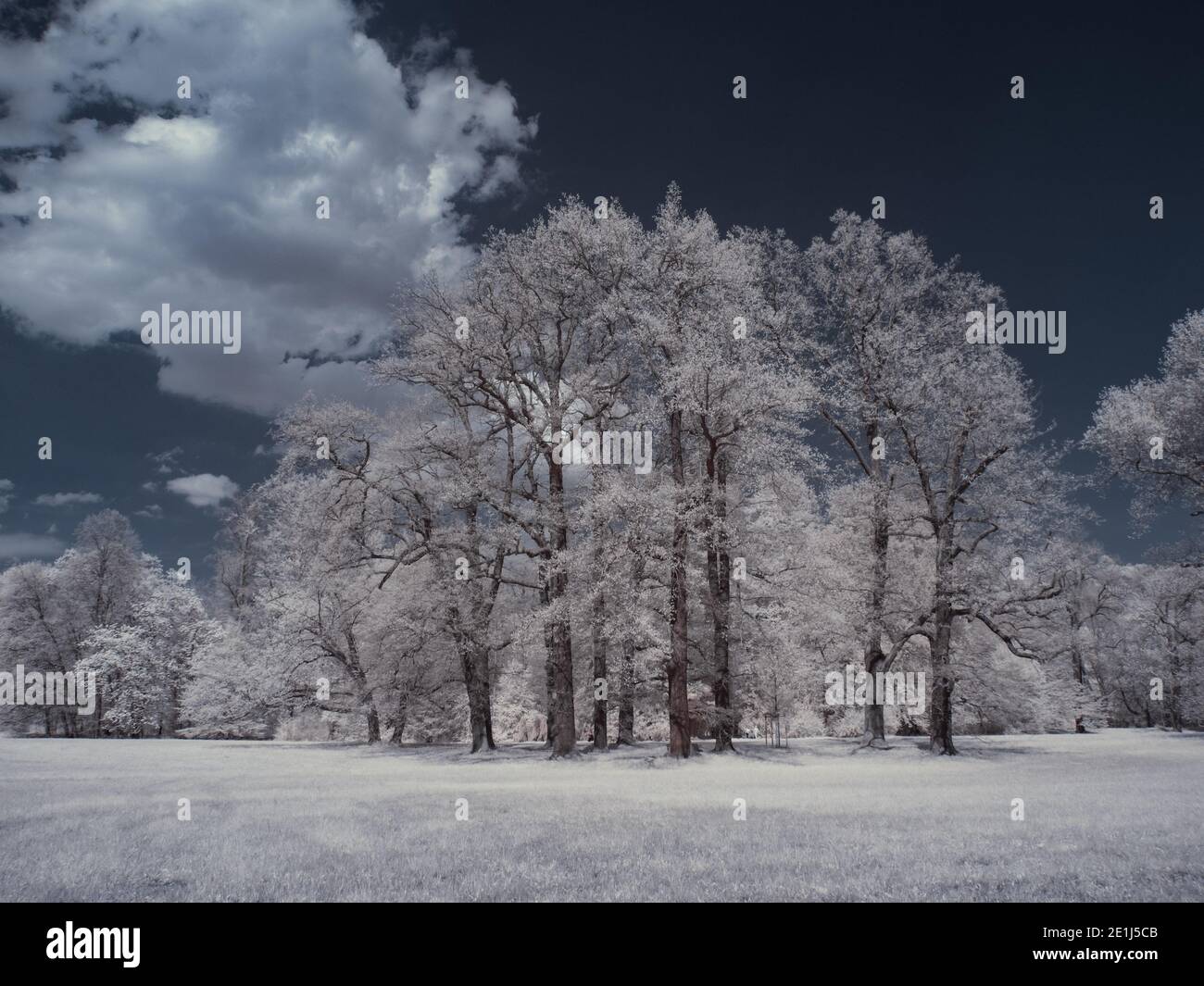 photographie infrarouge - photo infrarouge du paysage avec arbre sous ...