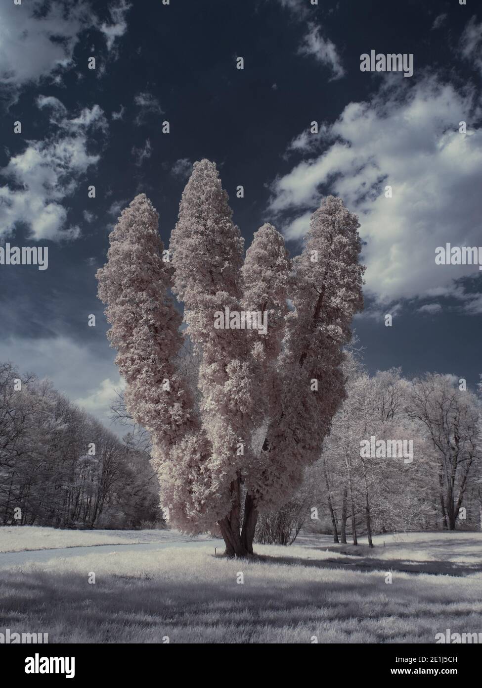 photographie infrarouge - photo infrarouge du paysage avec arbre sous ...