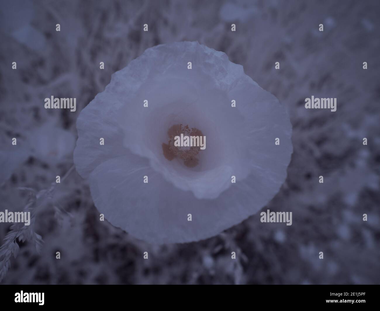 photographie infrarouge - photo infrarouge du paysage avec arbre sous ...