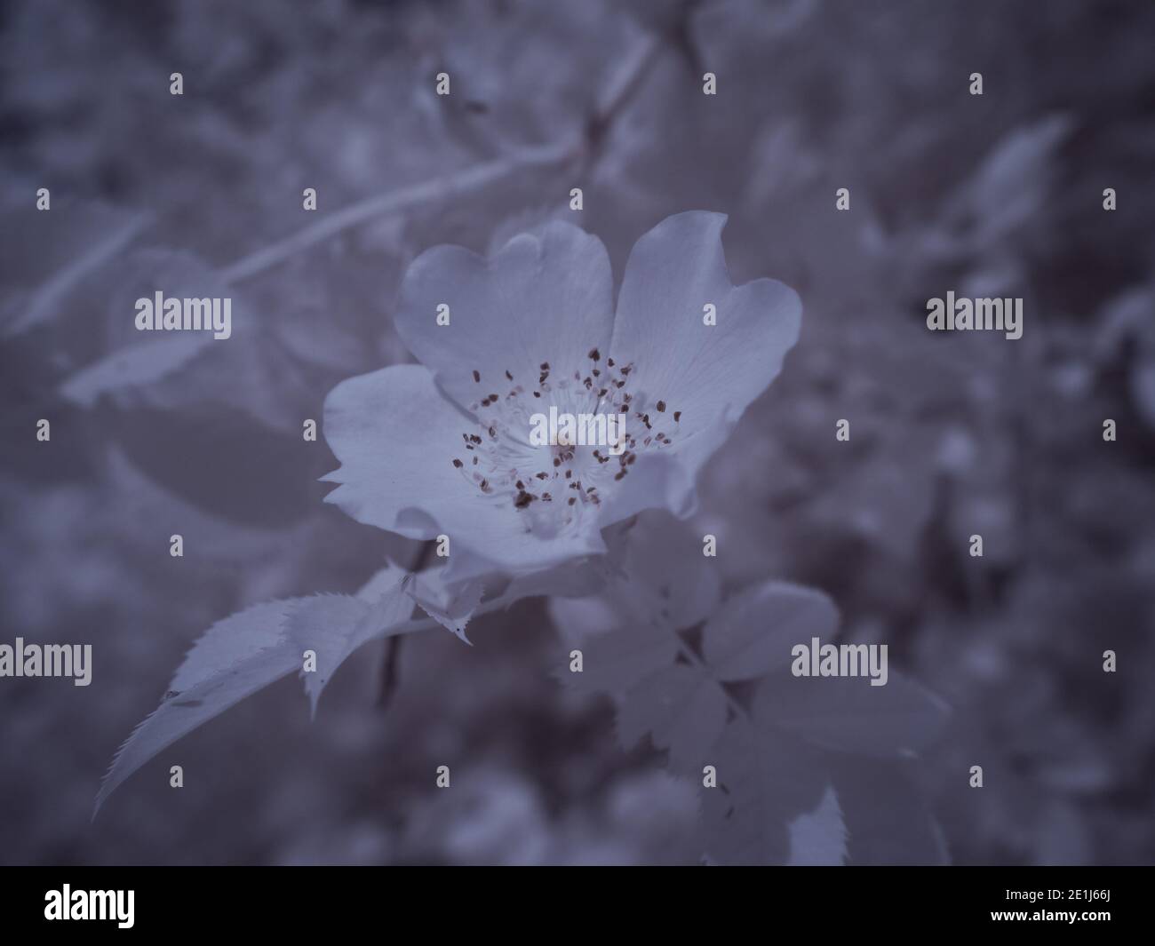 photographie infrarouge - photo infrarouge du paysage avec arbre sous ...