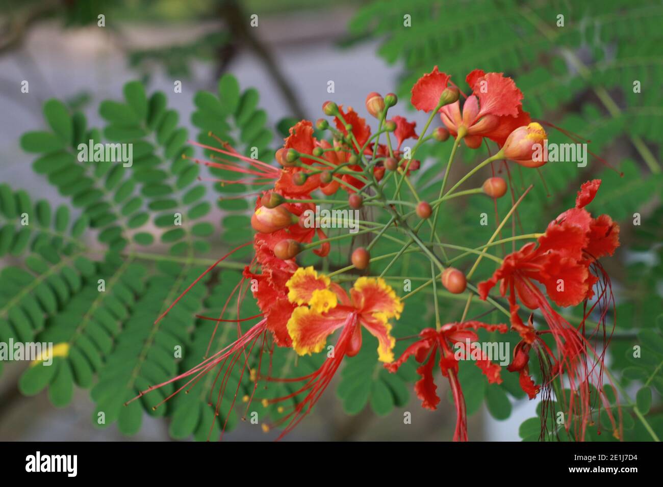 Le nectaire Banque de photographies et d’images à haute résolution - Alamy