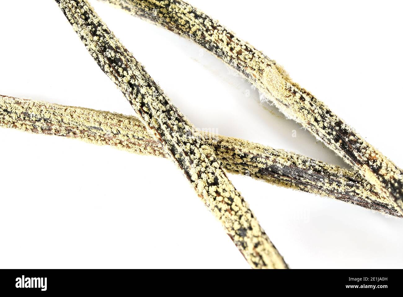 Moisissure blanche / jaune qui pousse sur des bâtonnets de vanille ...