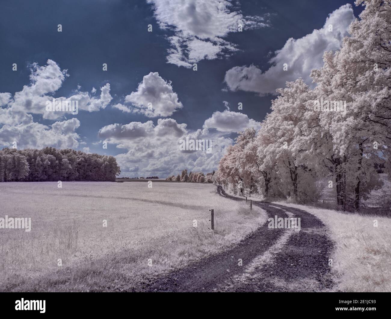 photographie infrarouge - photo infrarouge du paysage avec arbre sous ...