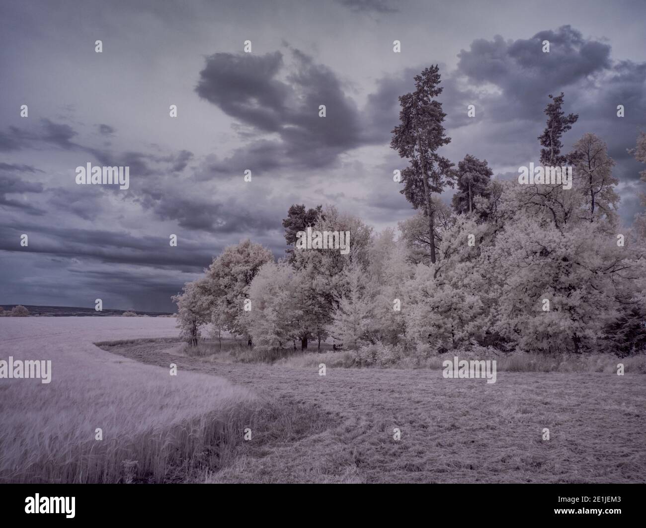 photographie infrarouge - photo infrarouge du paysage avec arbre sous ...