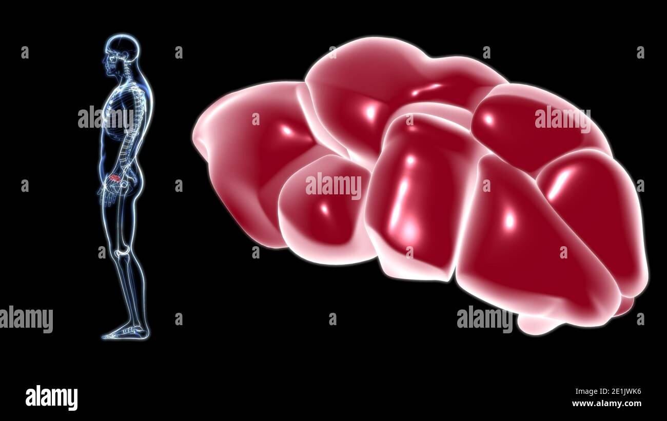 Anatomie du carpe du poignet Banque de photographies et d’images à ...