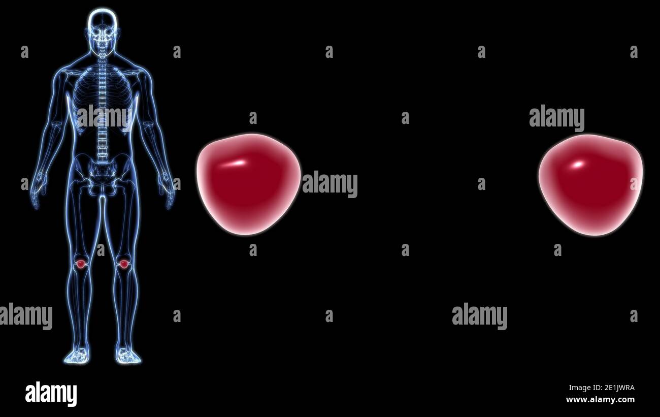 Anatomie du squelette humain rotule OS 3D Rendering for Medical concept ...