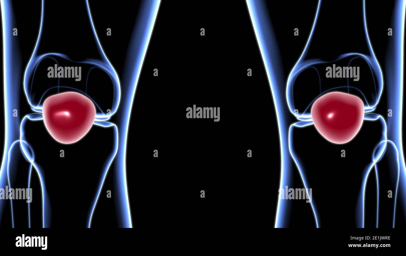 Anatomie du squelette humain rotule OS 3D Rendering for Medical concept ...