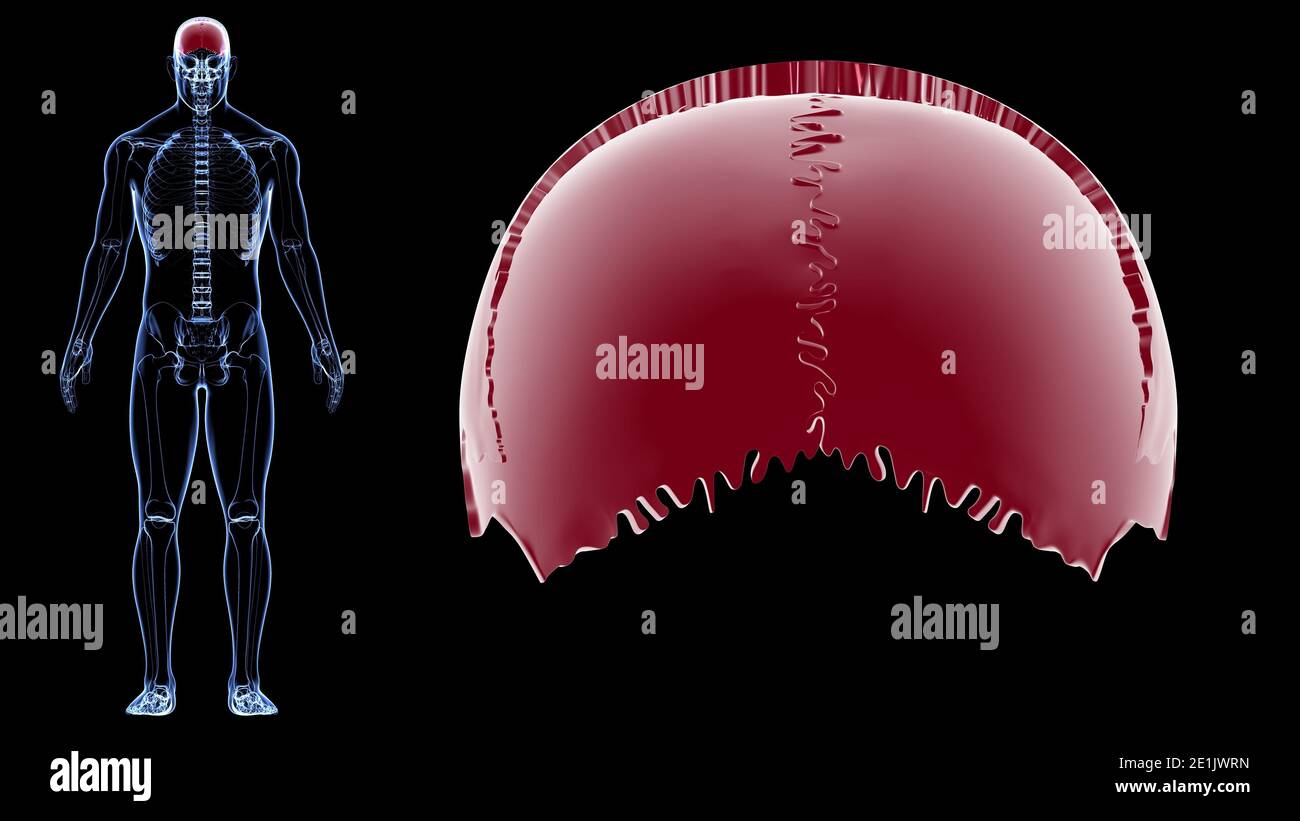 Squelette humain crâne pariétal OS Anatomie pour le concept médical ...