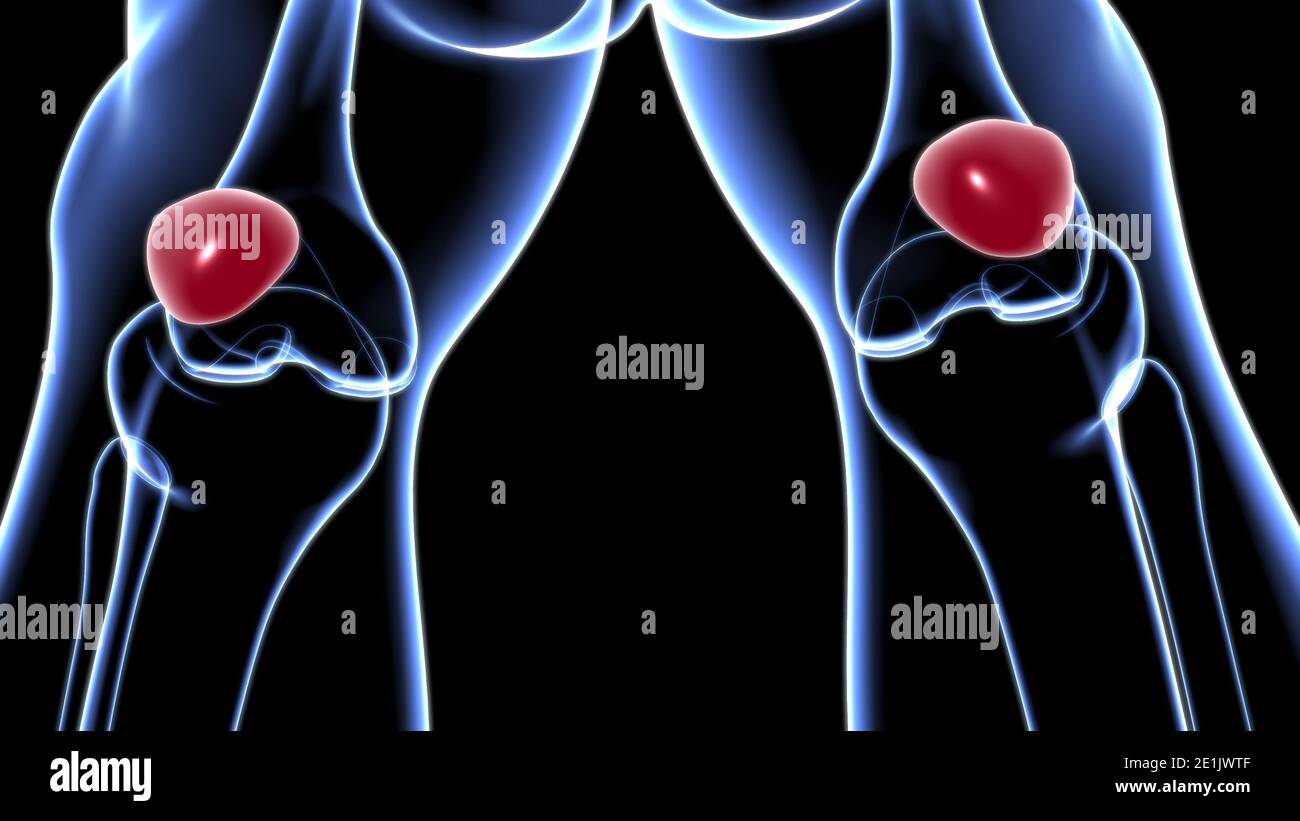 Anatomie du squelette humain rotule OS 3D Rendering for Medical concept ...