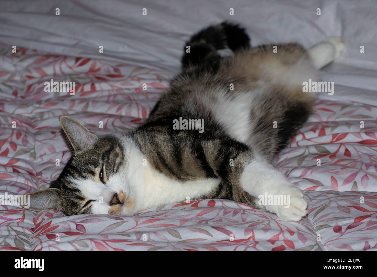 Chat dormant sur le lit Banque de photographies et d’images à haute ...