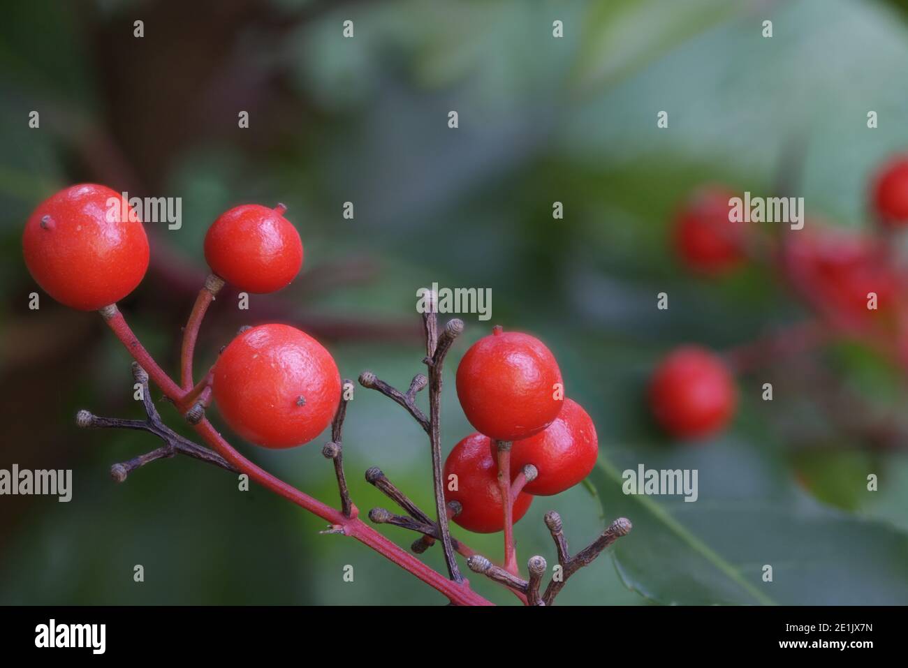 Hiver fruits rouges Banque de photographies et d’images à haute ...