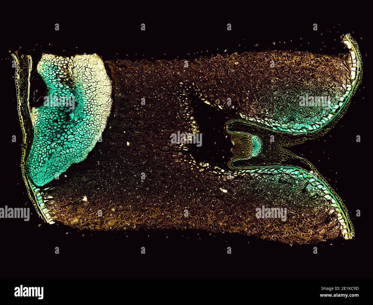 coupe transversale de cellules du corps humain sous un scientifique ...