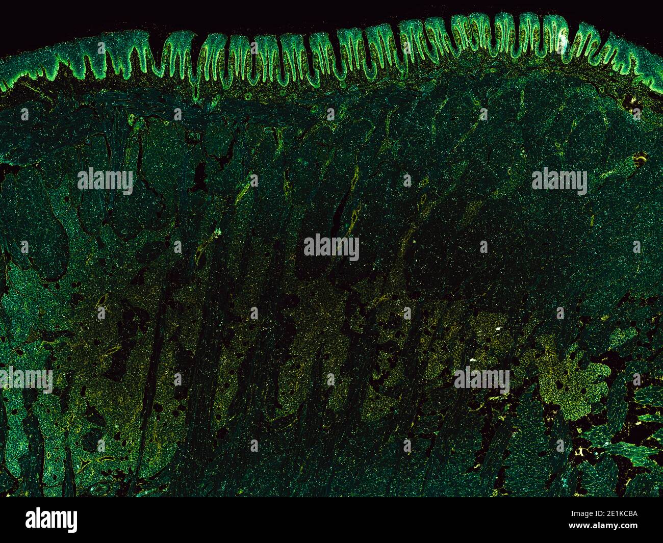 coupe transversale de cellules du corps humain sous un scientifique ...