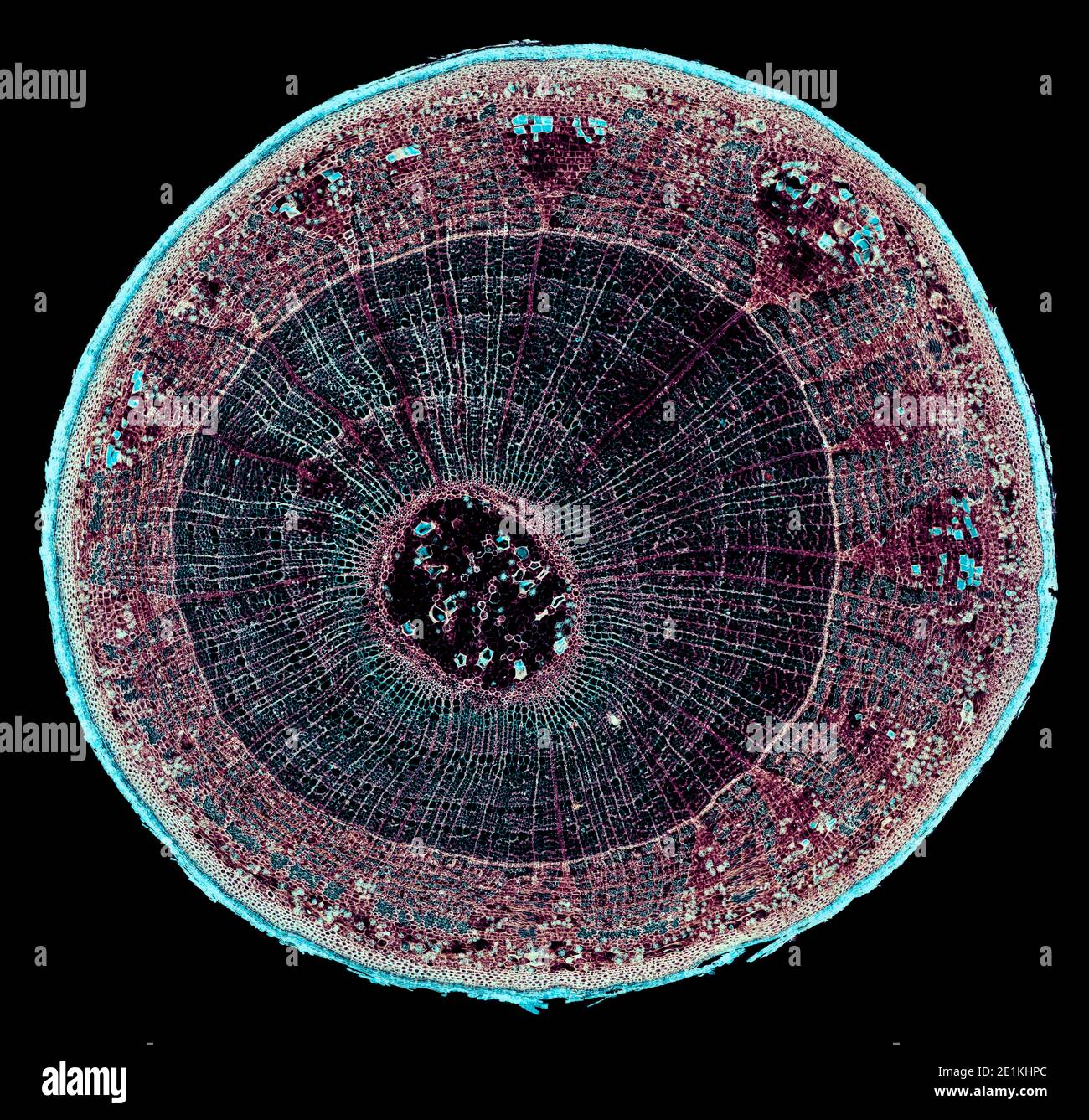 coupe transversale sous le microscope – vue microscopique de cellules ...