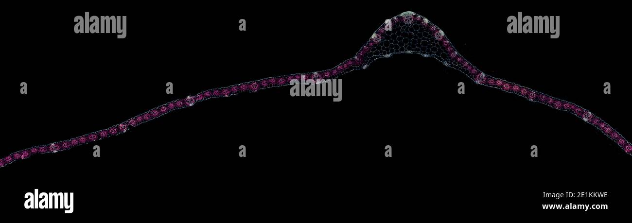 Cellule De Plante Vue Microscopique Banque d'image et photos - Alamy