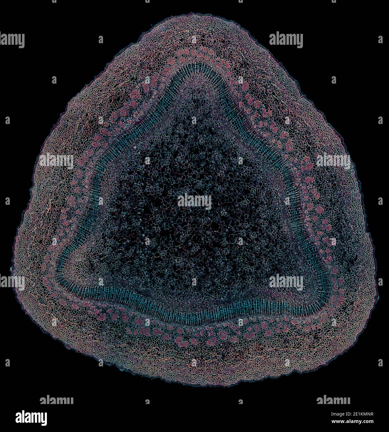 coupe transversale sous le microscope – vue microscopique de cellules ...