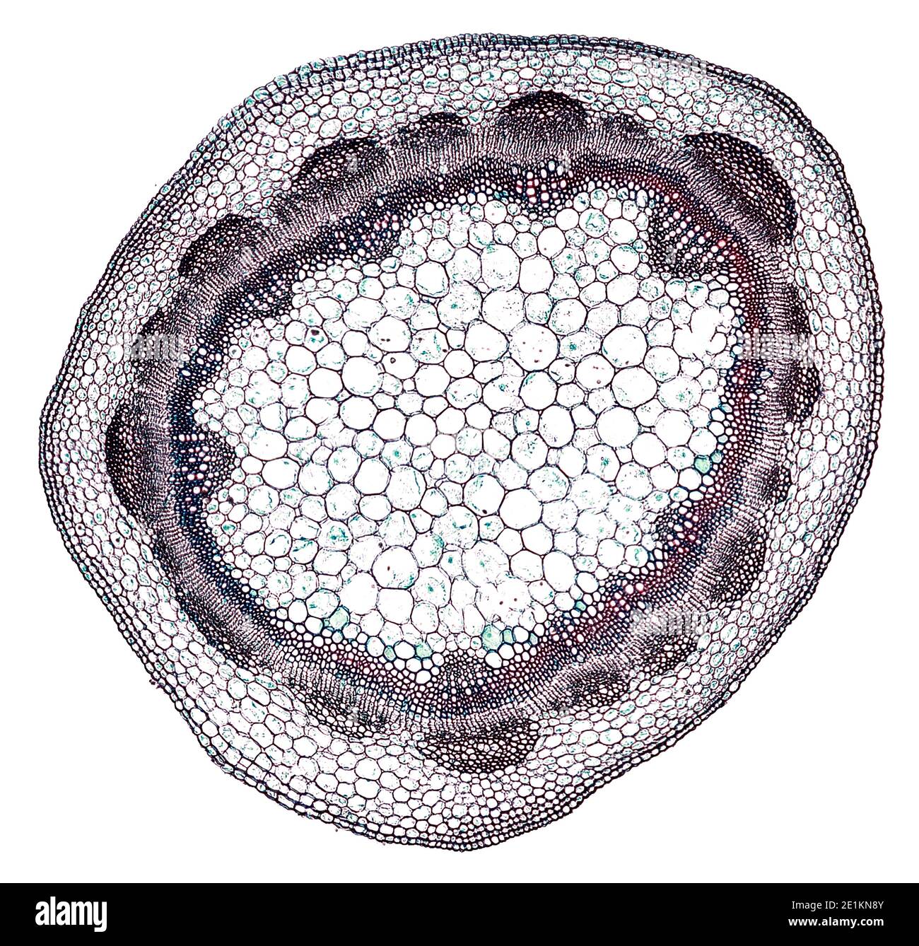 coupe transversale sous le microscope – vue microscopique de cellules ...