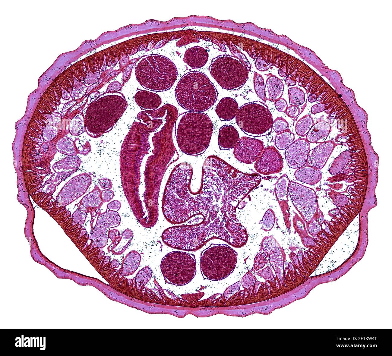 Cellule sanguine humaine au microscope Banque d'images détourées - Alamy