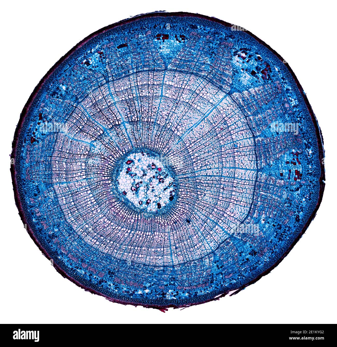 coupe transversale sous le microscope – vue microscopique de cellules ...