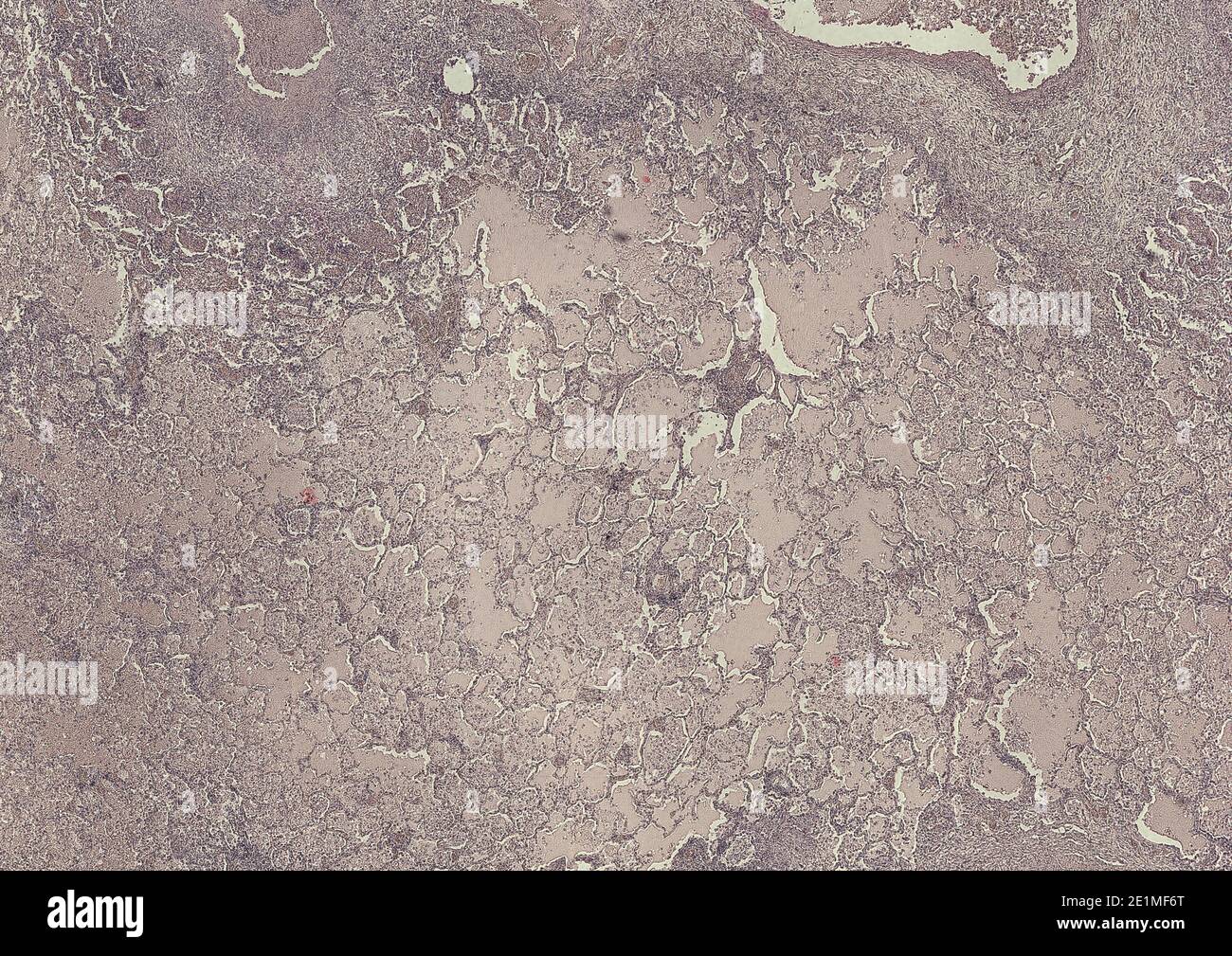 coupe transversale de cellules du corps humain sous un scientifique ...