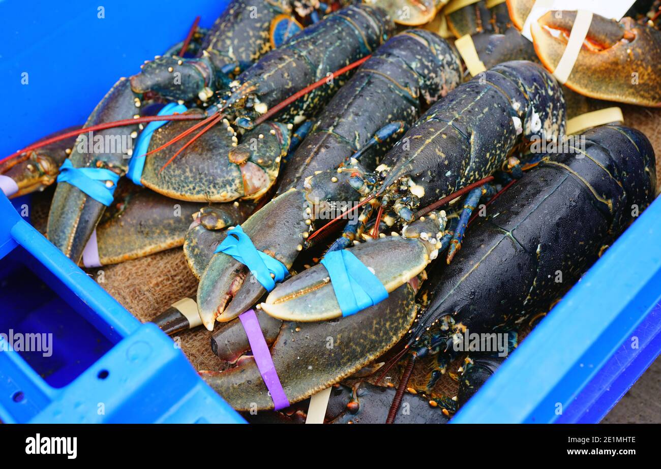 Homard vivant breton Banque de photographies et d’images à haute ...
