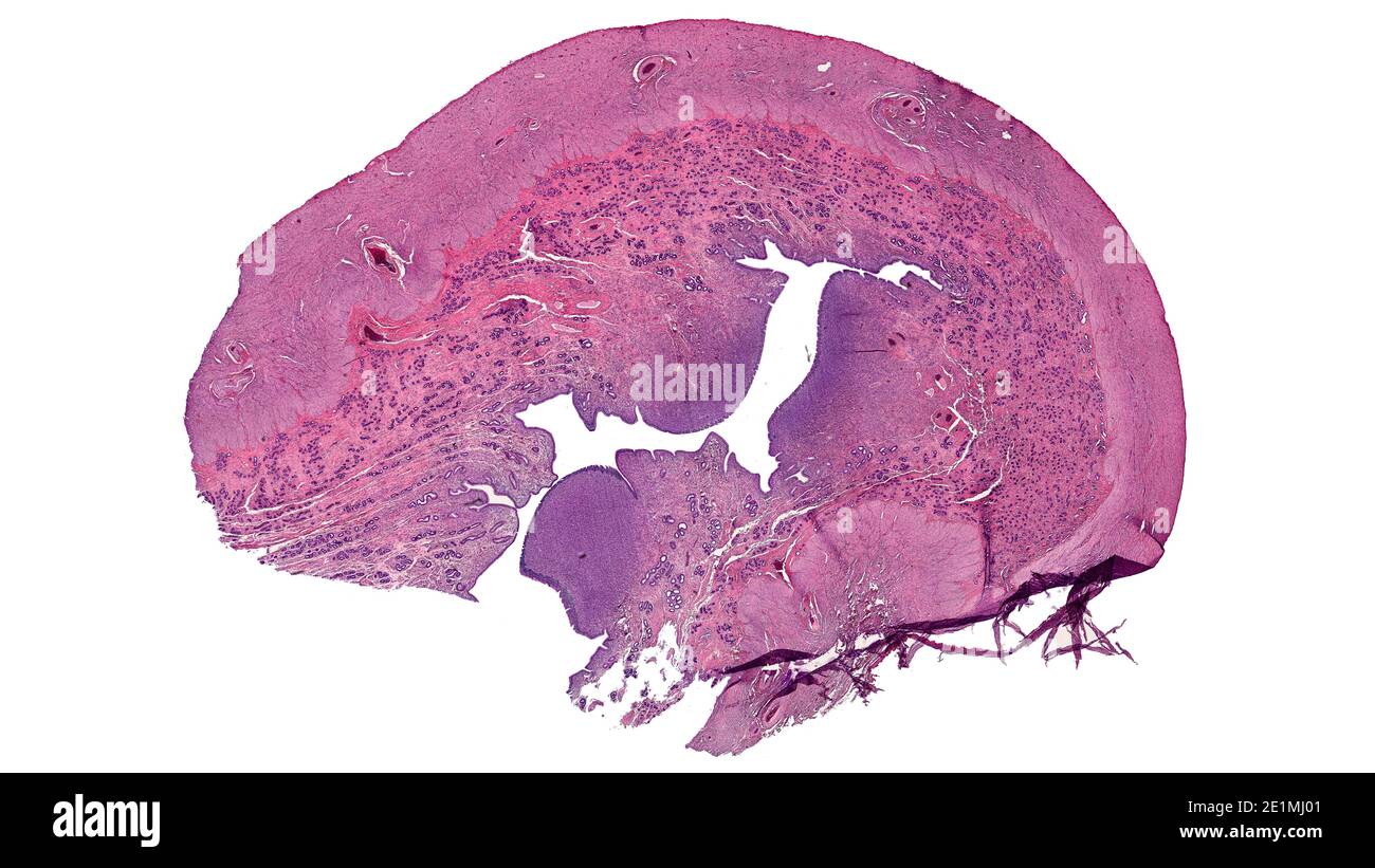 coupe transversale de cellules du corps humain sous un scientifique ...