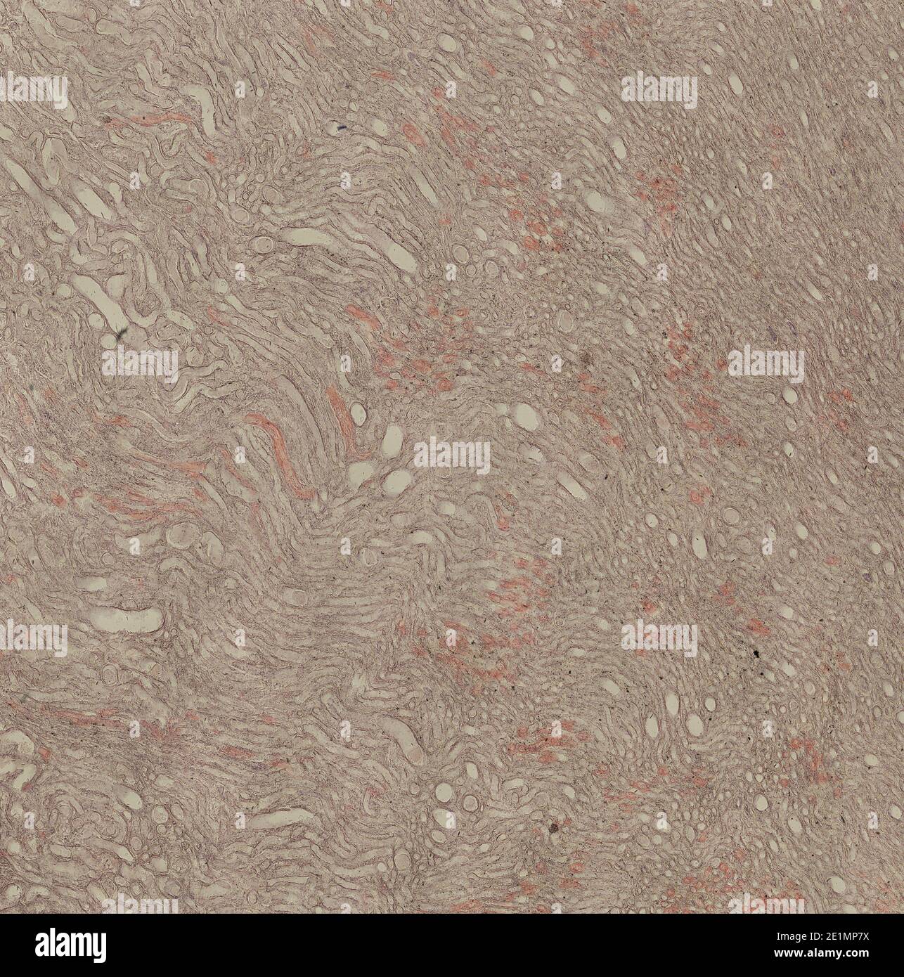 coupe transversale de cellules du corps humain sous un scientifique ...