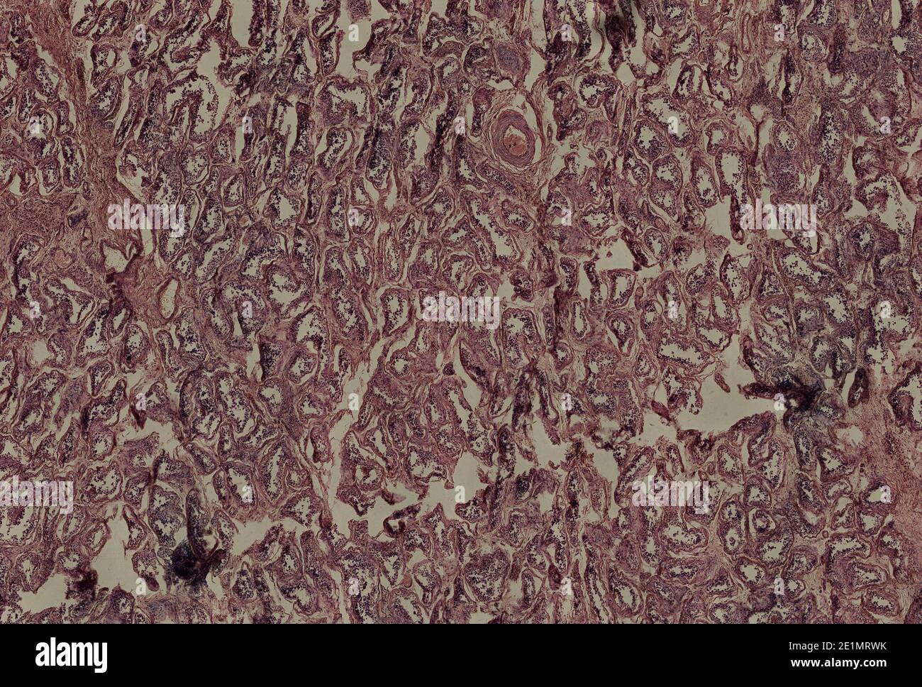 coupe transversale de cellules du corps humain sous un scientifique ...
