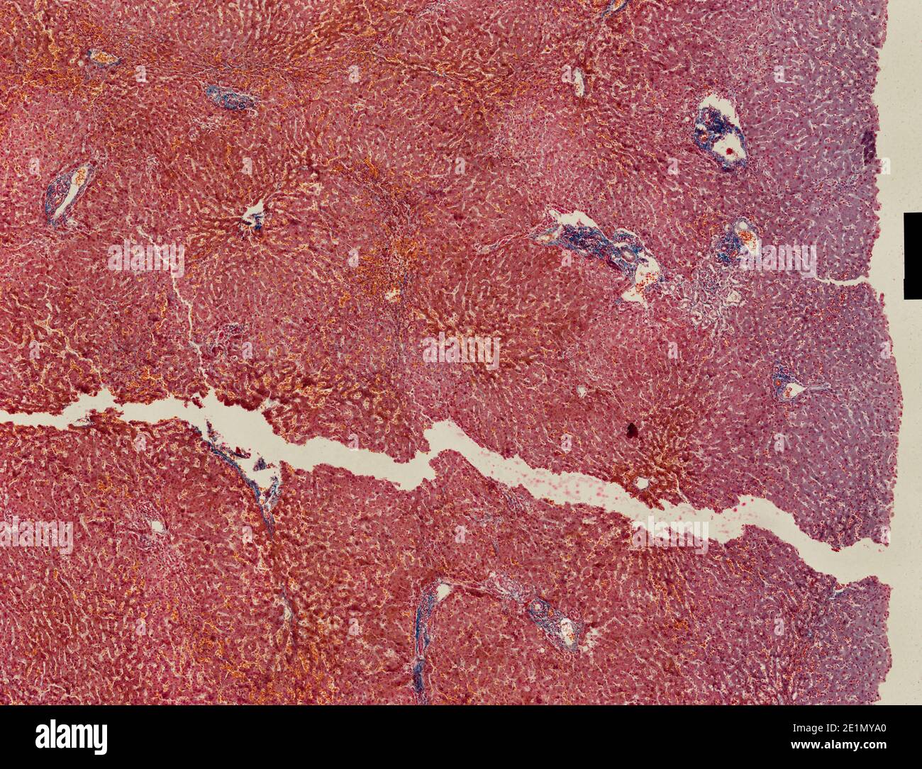 coupe transversale de cellules du corps humain sous un scientifique ...