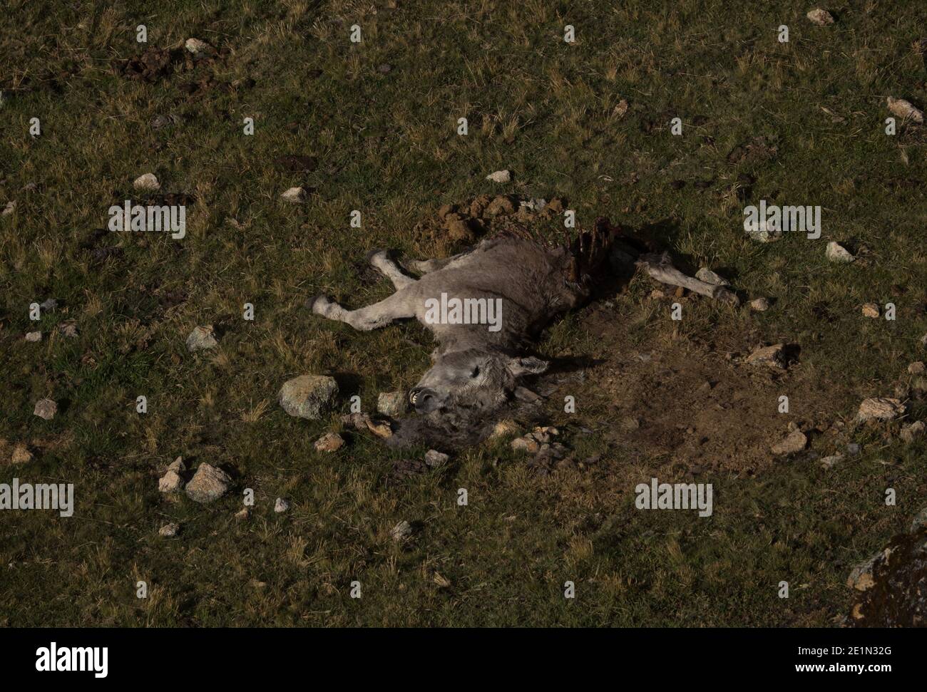 Décomposition de la carcasse de la décomposition de la cadavre le ...