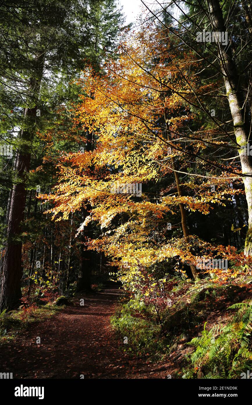 Craigvinean forest Banque de photographies et d’images à haute ...