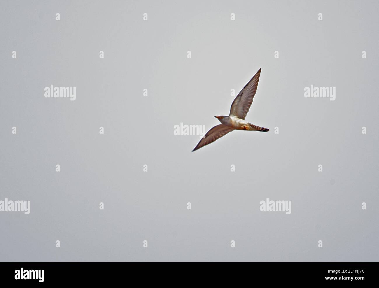 Coucou Africain Banque d'image et photos - Alamy