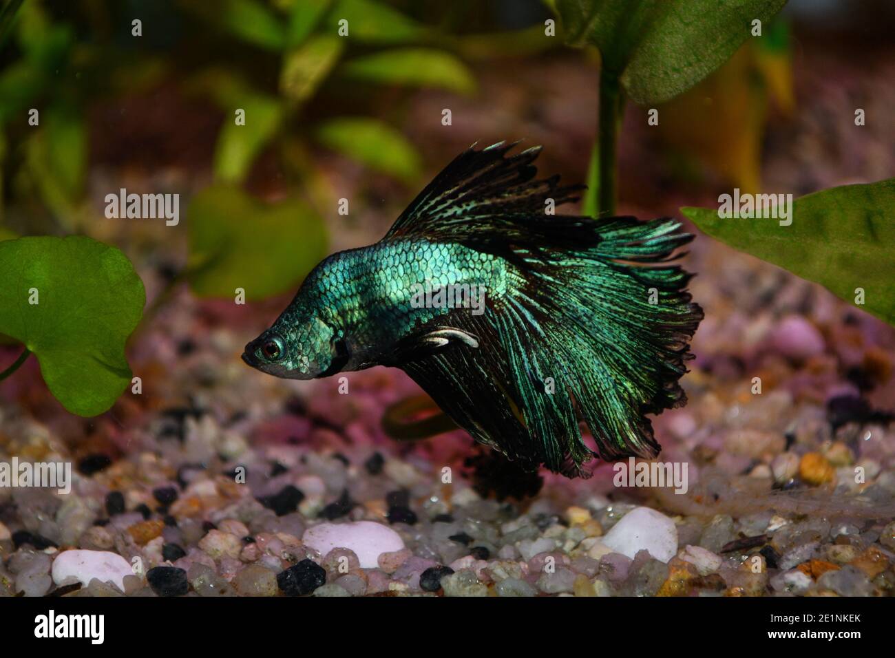 Poisson bêta Banque de photographies et d’images à haute résolution - Alamy