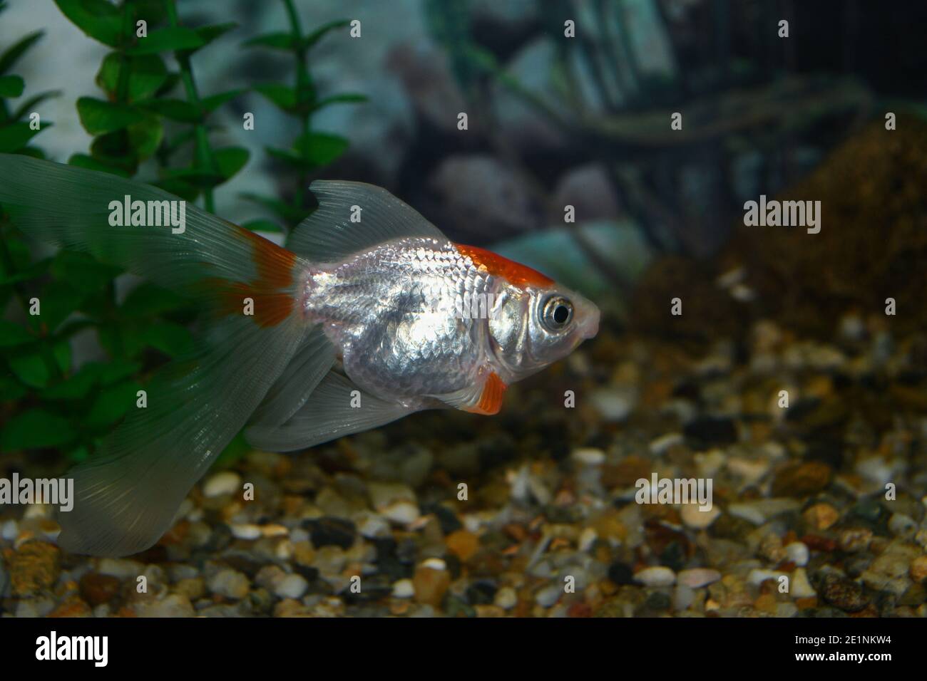 Poisson rouge carassius auratus Banque de photographies et d’images à ...