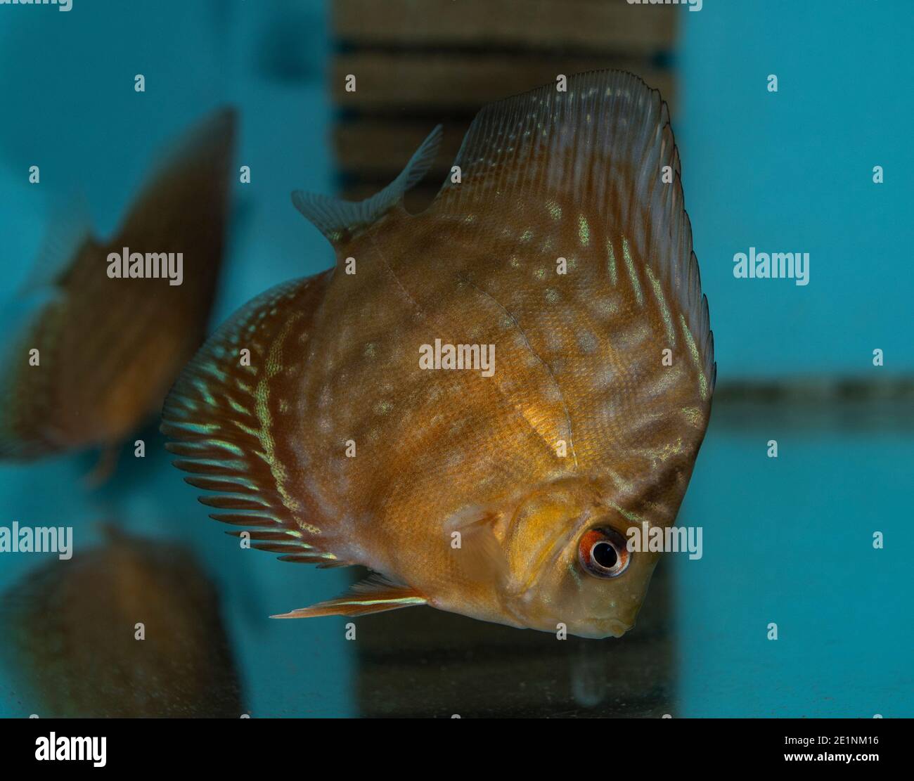 Discus turquoise Banque de photographies et d’images à haute résolution ...