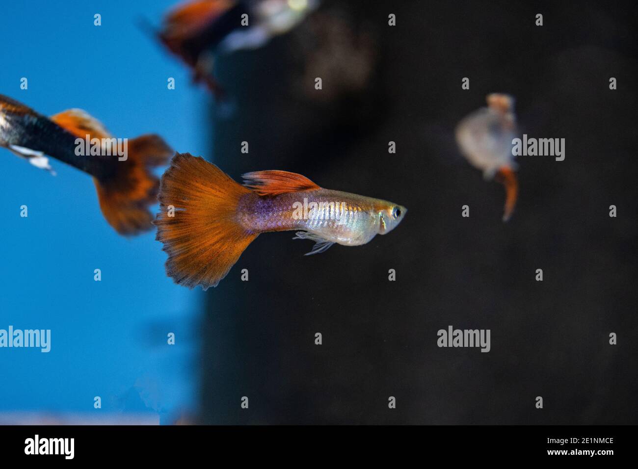 Fish Guppy Tropical Water Banque d'image et photos - Alamy