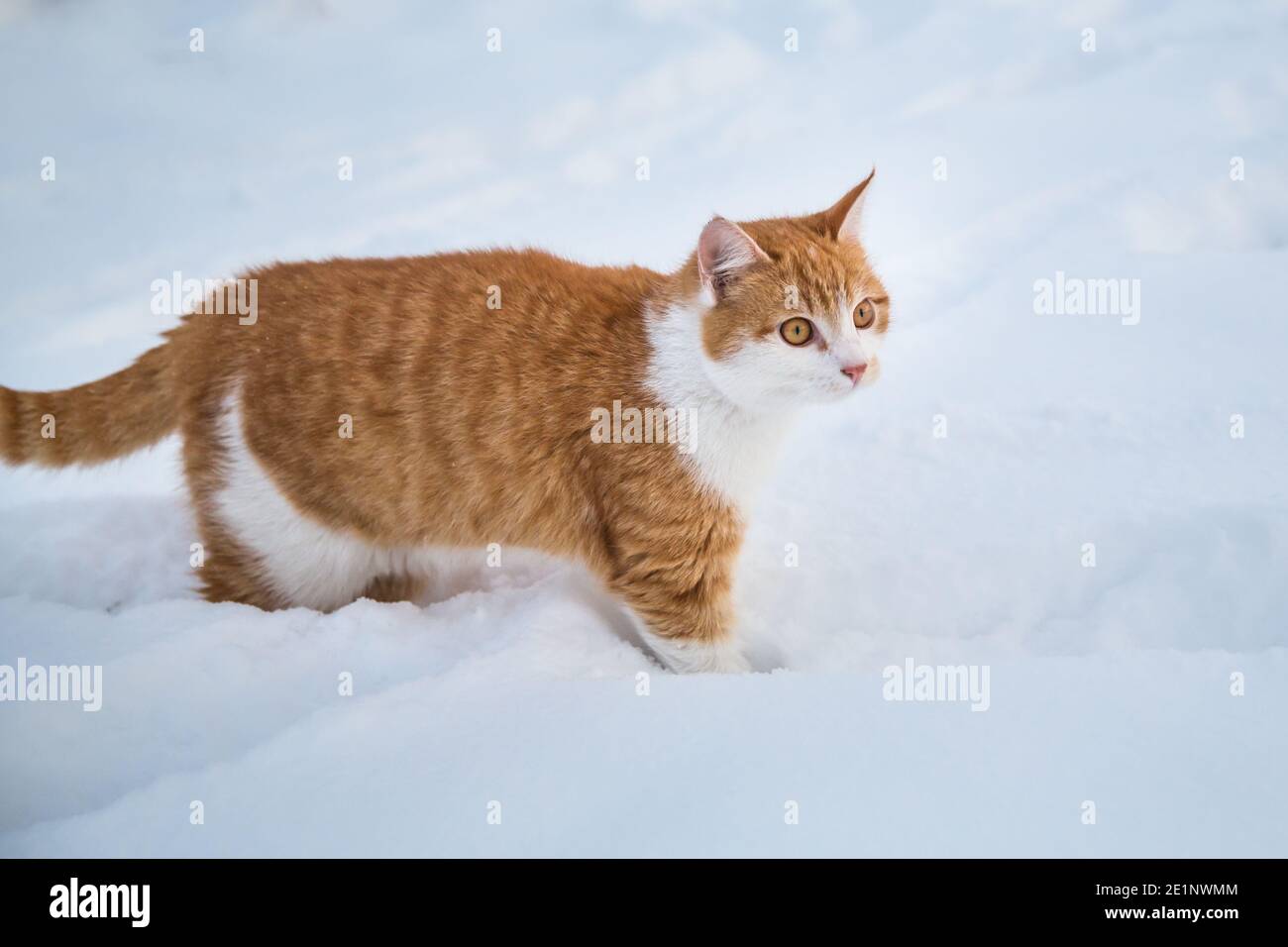 Chat des neiges Banque de photographies et d’images à haute résolution ...