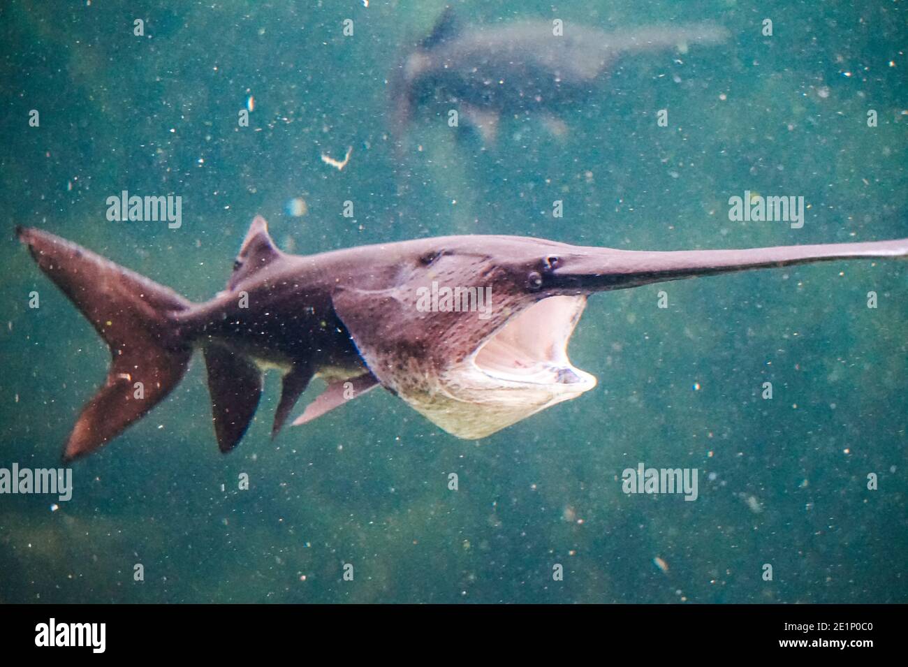Poisson scie Banque de photographies et d’images à haute résolution - Alamy