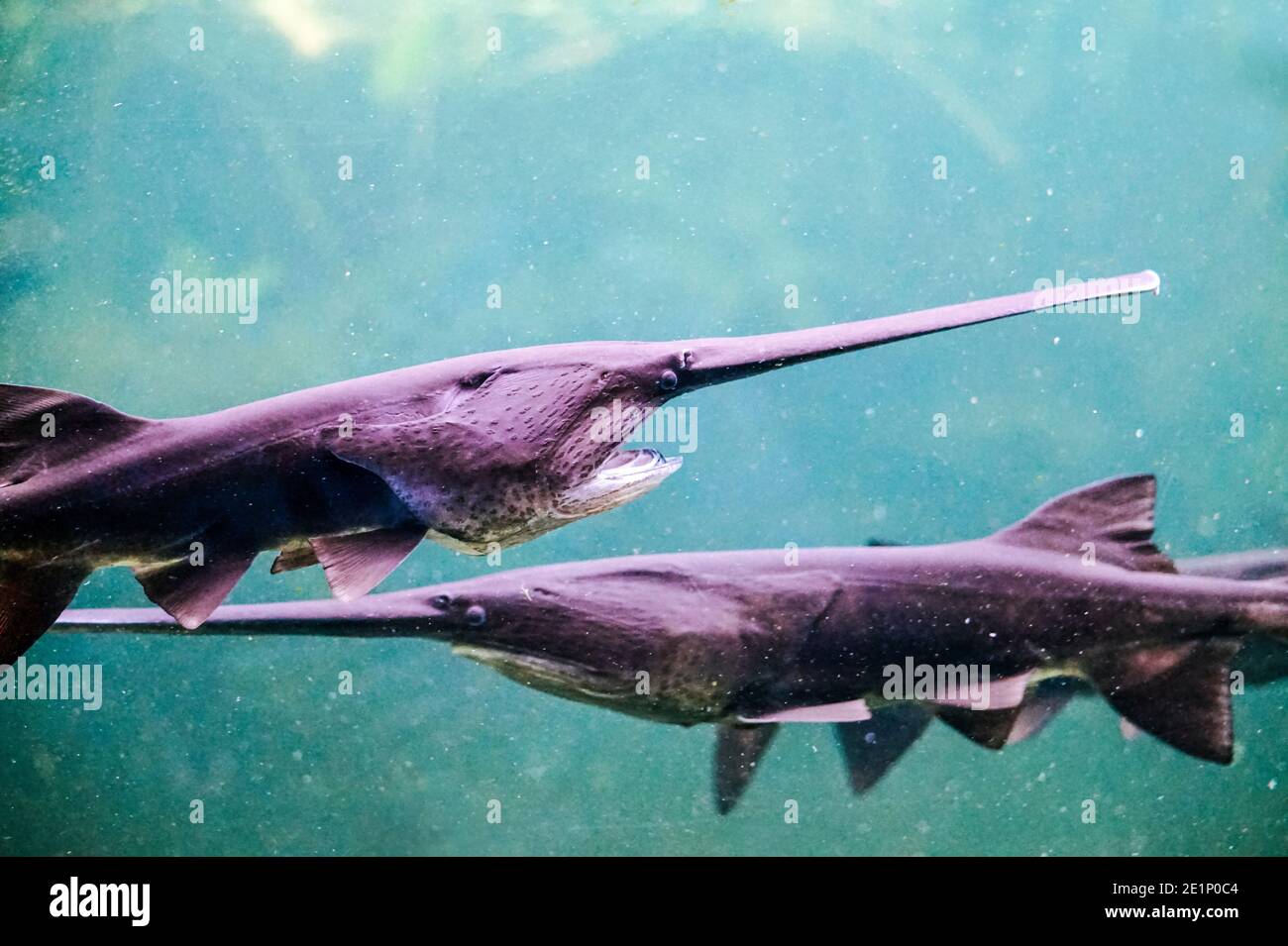 Poisson scie Banque de photographies et d’images à haute résolution - Alamy