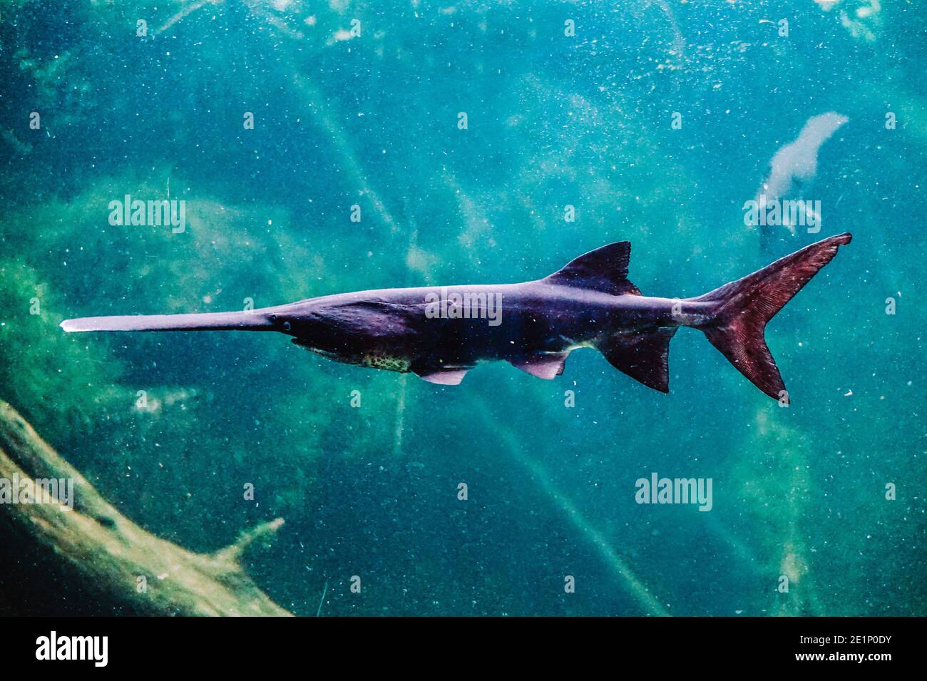 Poisson scie Banque de photographies et d’images à haute résolution - Alamy