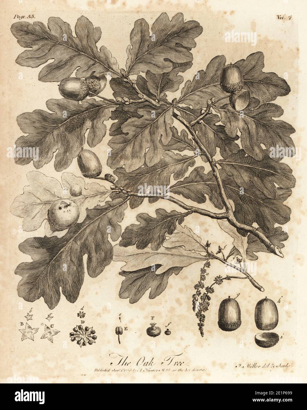 Feuille chêne gravure Banque de photographies et d’images à haute ...